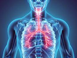 RESPIRATORY SYSTEM Section1 Lecture (20242_200232210_AAUP - JENIN ...